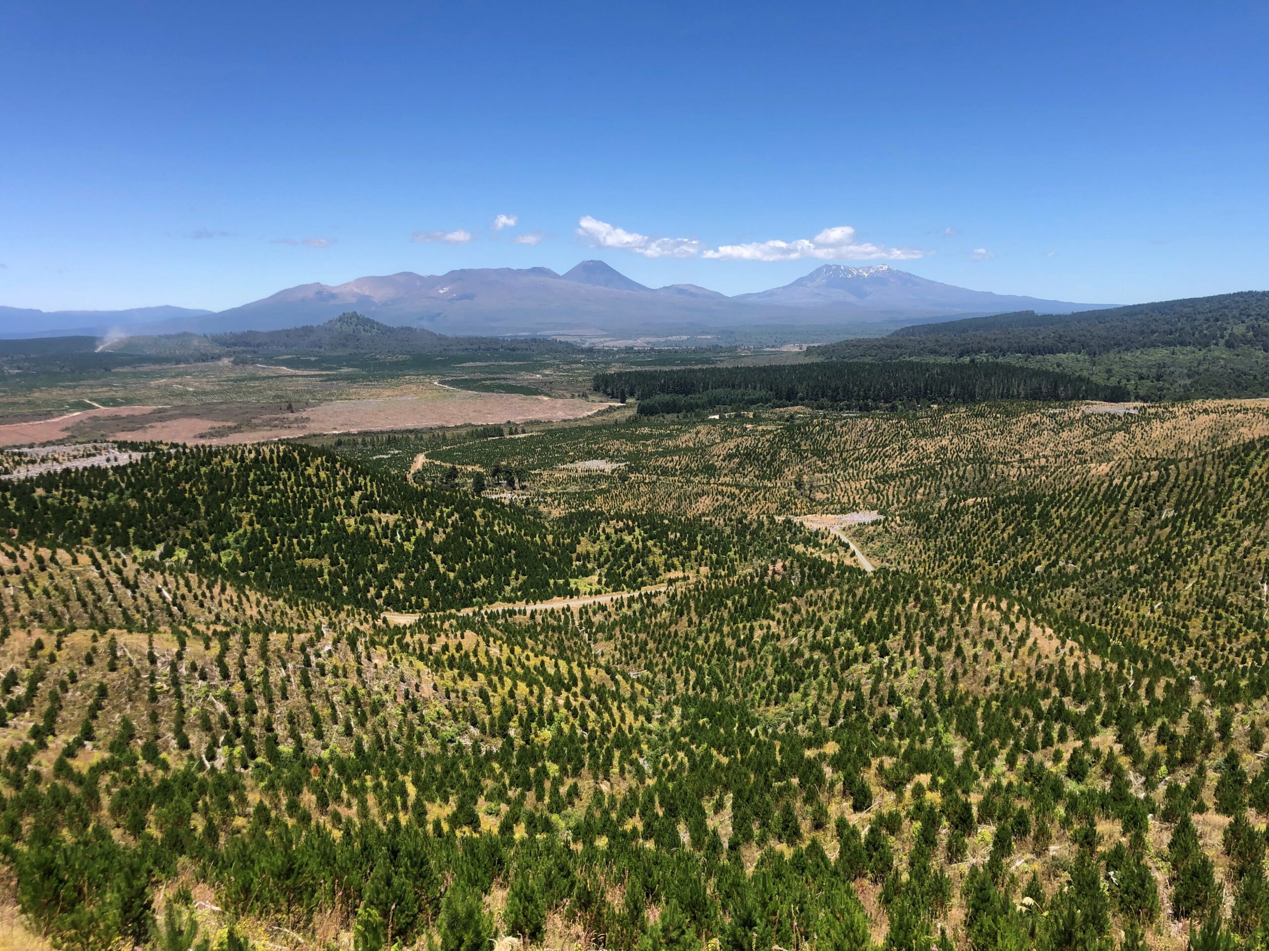 Lake Taupō and Lake Rotoaira forests safety assessments in progress ...